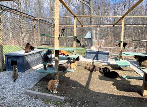 Happy Days Animal Sanctuary | Stevensville Ontario